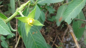 Kudalu Flower Purple Color And White Boarder Stock Image - Image of ...