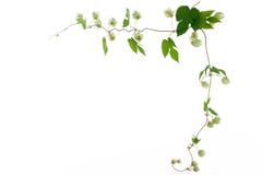 Hop plant border stock photo. Image of healing, hops - 18902888