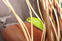 Sleeping Frog Stock Photos, Images, & Pictures - 120 Images