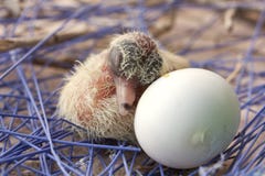 Chick New Born Stock Photo - Image: 840740