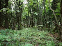 Oerwoud, bomen met klimop stock foto. Afbeelding bestaande uit ...