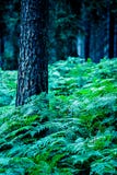 Night forest stock image. Image of season, park, pine - 23345869