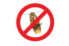 Sign: No cockroach here! stock vector. Illustration of none - 18350178