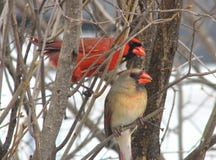 Pair of Northern Cardinals stock image. Image of couple - 4386677