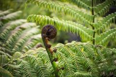Simbolo Della Felce Di Albero Di Koru Della Nuova Zelanda Fotografia ...