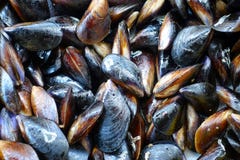 O Mexilhão Vivo Encontra-se Em Uma Pedra Foto de Stock Royalty Free ...