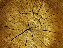 Log End Grain Texture Stock Photos, Images, & Pictures - 55 Images
