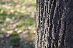 Oak Tree Bark Stock Images - Download 15,852 Photos