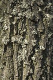 Oak Tree Bark Stock Images - Download 15,852 Photos