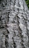 Oak Tree Bark Stock Images - Download 15,852 Photos