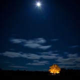 Oak tree at night stock photo. Image of like, brown, lighting - 5587916