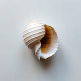 Conch Shell, Top View Royalty Free Stock Photography - Image: 18198167