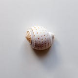 Conch Shell, Top View Royalty Free Stock Photography - Image: 18198167