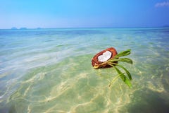 Coconut Floating In Tropical Pacific Stock Photo - Image: 57418566