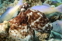 Red Octopus stock image. Image of underwater, reef, indian - 24555595