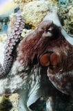 Red Octopus stock image. Image of underwater, reef, indian - 24555595