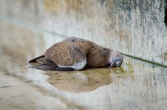 Oiseau Mort Image stock - Image: 13455191