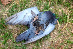 Oiseau mort illustration de vecteur. Illustration du caractère - 13455191