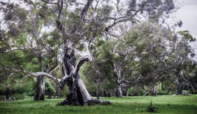 Gnarly Tree Stock Photos, Images, & Pictures - 680 Images