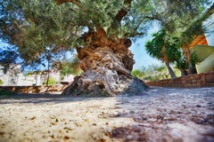 Olive Tree And Roots Royalty Free Stock Photography - Image: 316587
