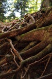 Old Tree Roots Stock Images - 13,045 Photos