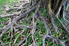 Old Tree Roots Stock Images - 13,045 Photos