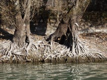 Old Tree Roots Stock Images - 13,045 Photos