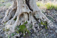 Old Tree Roots Stock Images - 13,045 Photos