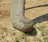 De Voet van de olifant stock afbeelding. Afbeelding bestaande uit ...
