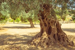 Old Tree Roots Stock Images - 13,045 Photos
