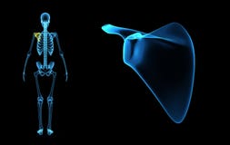 Omóplato stock de ilustración. Ilustración de fractura - 46788048