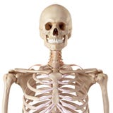 The hyoid bone stock illustration. Illustration of hyoid - 56651541