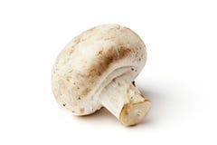 Single mushroom stock photo. Image of mushroom, skin, button - 4979442