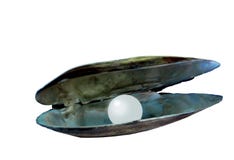 Pearl In Open Shell stock illustration. Illustration of iridescence ...