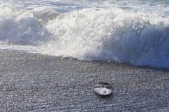 Pearl In Open Shell stock illustration. Illustration of iridescence ...