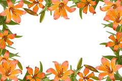 Lily Flowers Border Design. Stock Photo - Image of beauty, colour: 39552766