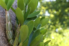 Orchid tree leaf stock photo. Image of orchid, green - 42785308