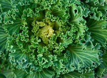 Brassica Ornamental Kale's stock image. Image of growing - 11102503