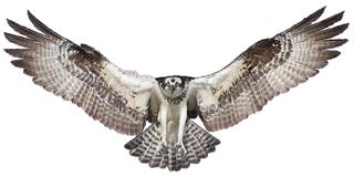 Osprey Stock Illustrations – 134 Osprey Stock Illustrations, Vectors ...