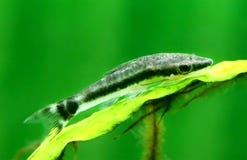 Oto Dwarf Suckermouth Otocinclus Vittatus Algae Eater Catfish Stock ...