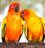 Pair Of Little Parrots Stock Images - Image: 840404