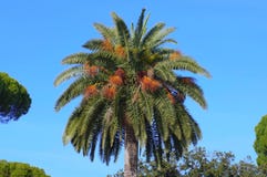 Carnauba Wax Palm tree stock photo. Image of natural - 31186024