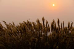 Pampas Grass Silhouette Stock Image - Image: 1688121