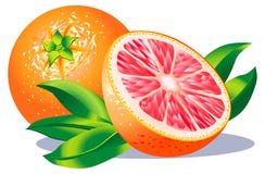 Pamplemousse Stock Illustrations, Vecteurs, & Clipart – (4,264 Stock ...