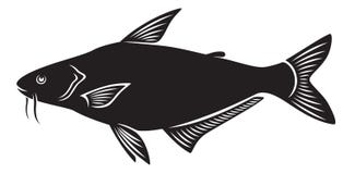 Pangasius Fish Illustration, Drawing, Engraving, Ink, Line Art, Vector ...