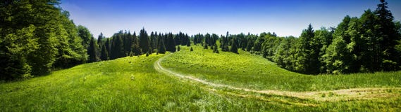 Forest - Mountain Panoramic View Stock Photo - Image: 40773931