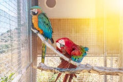 Großer Papagei Der Blauen, Grünen Und Gelben Federn Stockbild - Bild ...