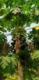 Papaya fruit on tree stock image. Image of leaf, farm - 35719419