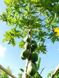 Papaya fruit on tree stock image. Image of leaf, farm - 35719419