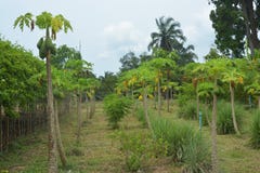 Papaya Tree Fruits Stock Photos - Royalty Free Pictures